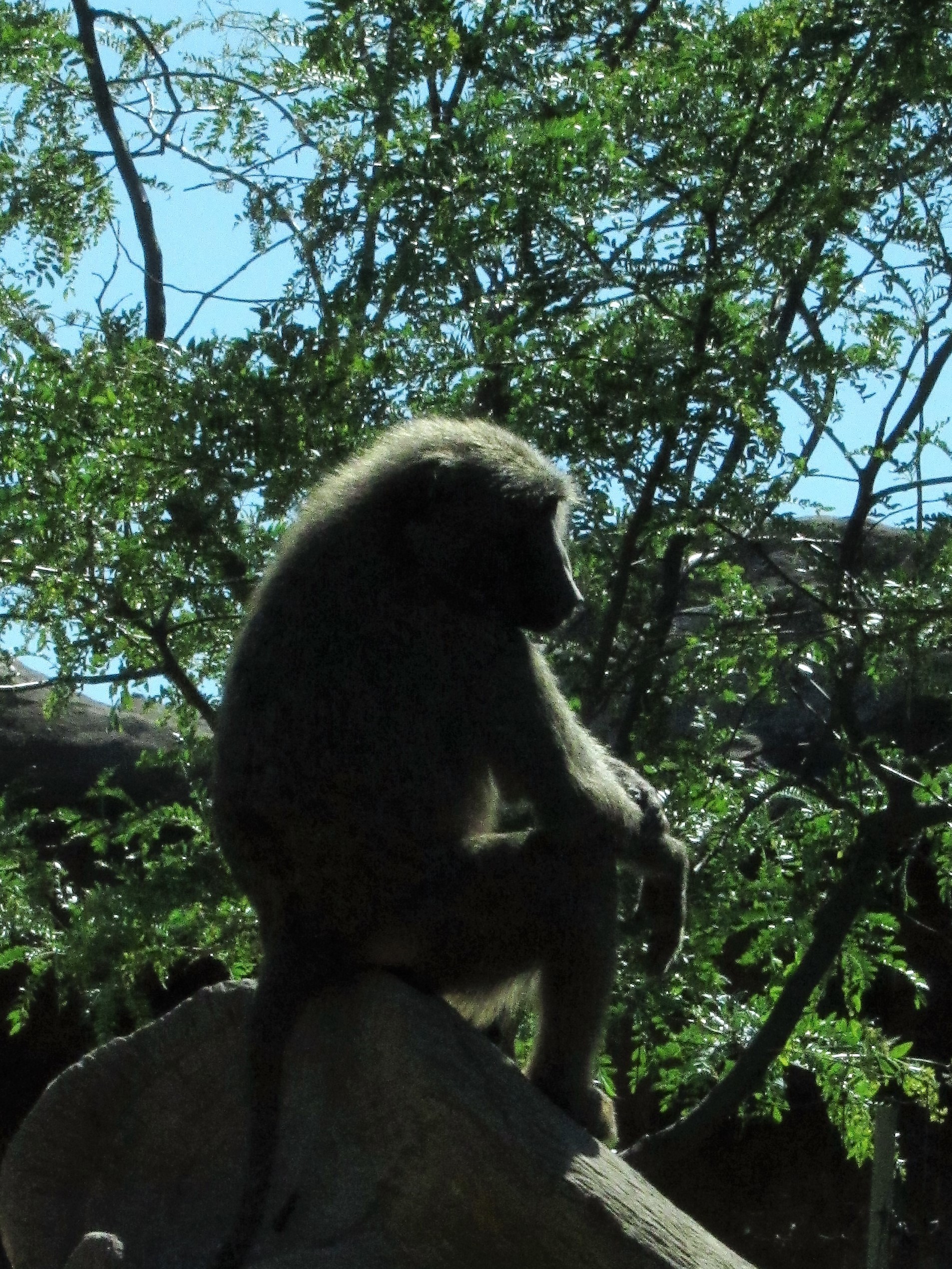 Autism | Theory of Mind | Do you think like a Baboon? – Alan Conrad