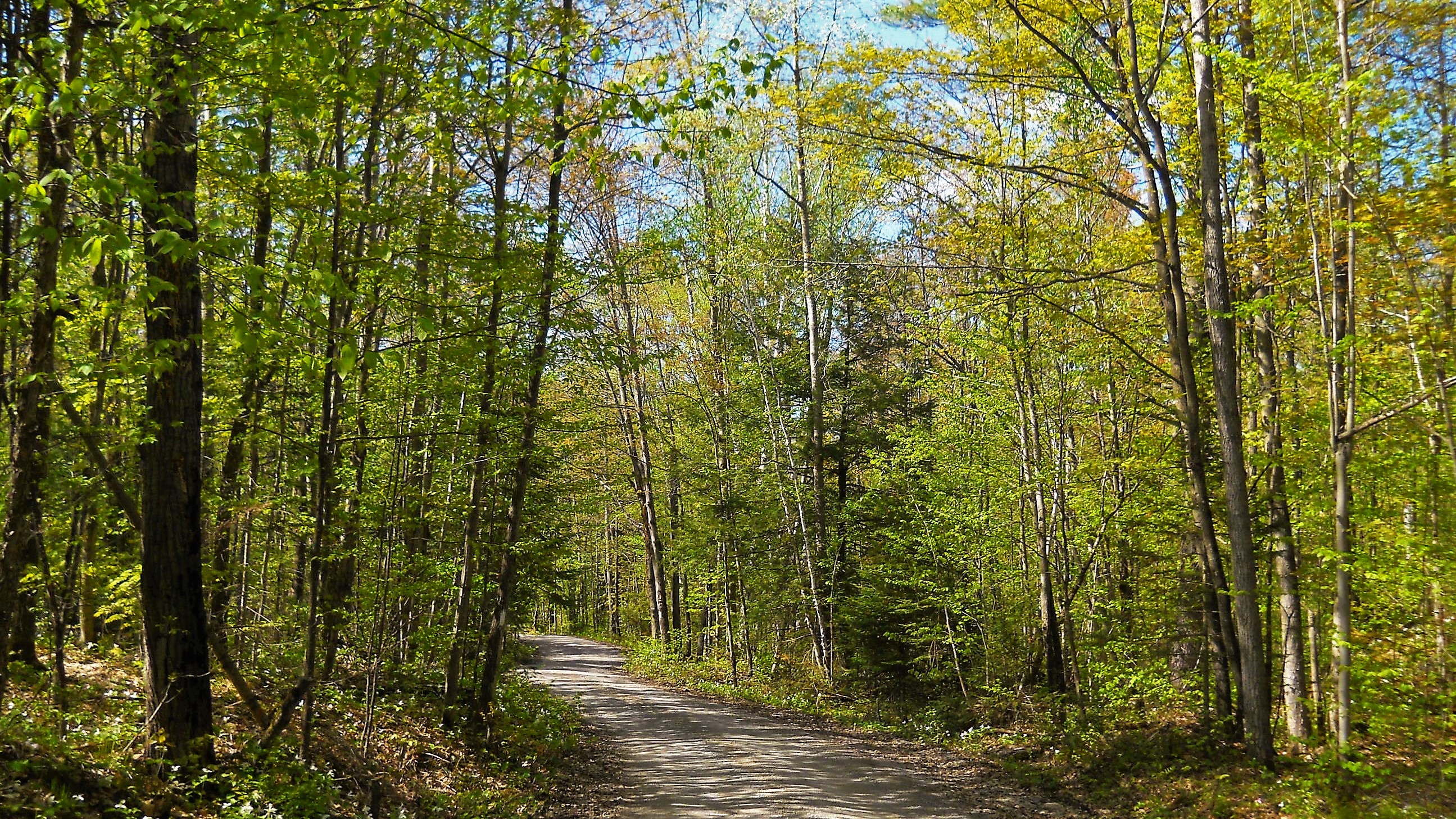 Autism | Weak Central Coherence | Who can’t see the forest? – Alan Conrad